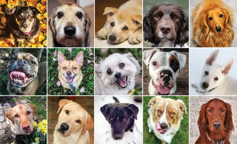 Can You Pass This Dog Breeds Quiz? Answers - My Neobux Portal